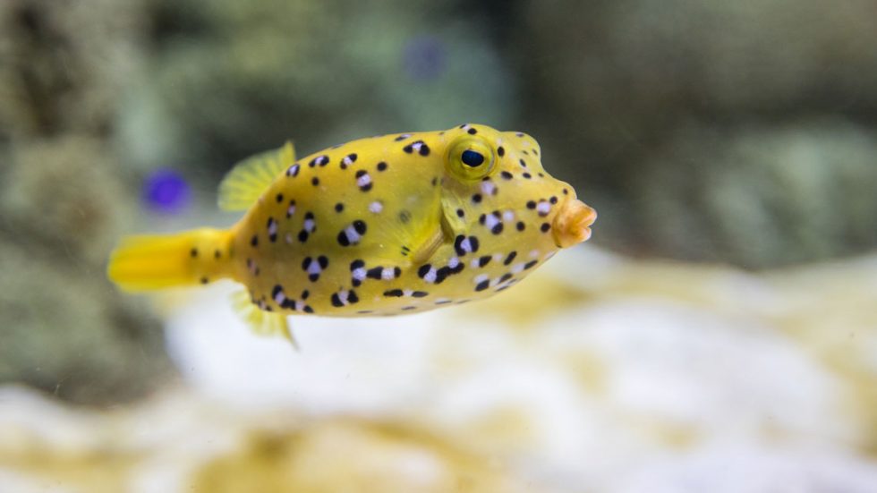 Lanzarote Aquarium - Things to do in Lanzarote - Finally Lost
